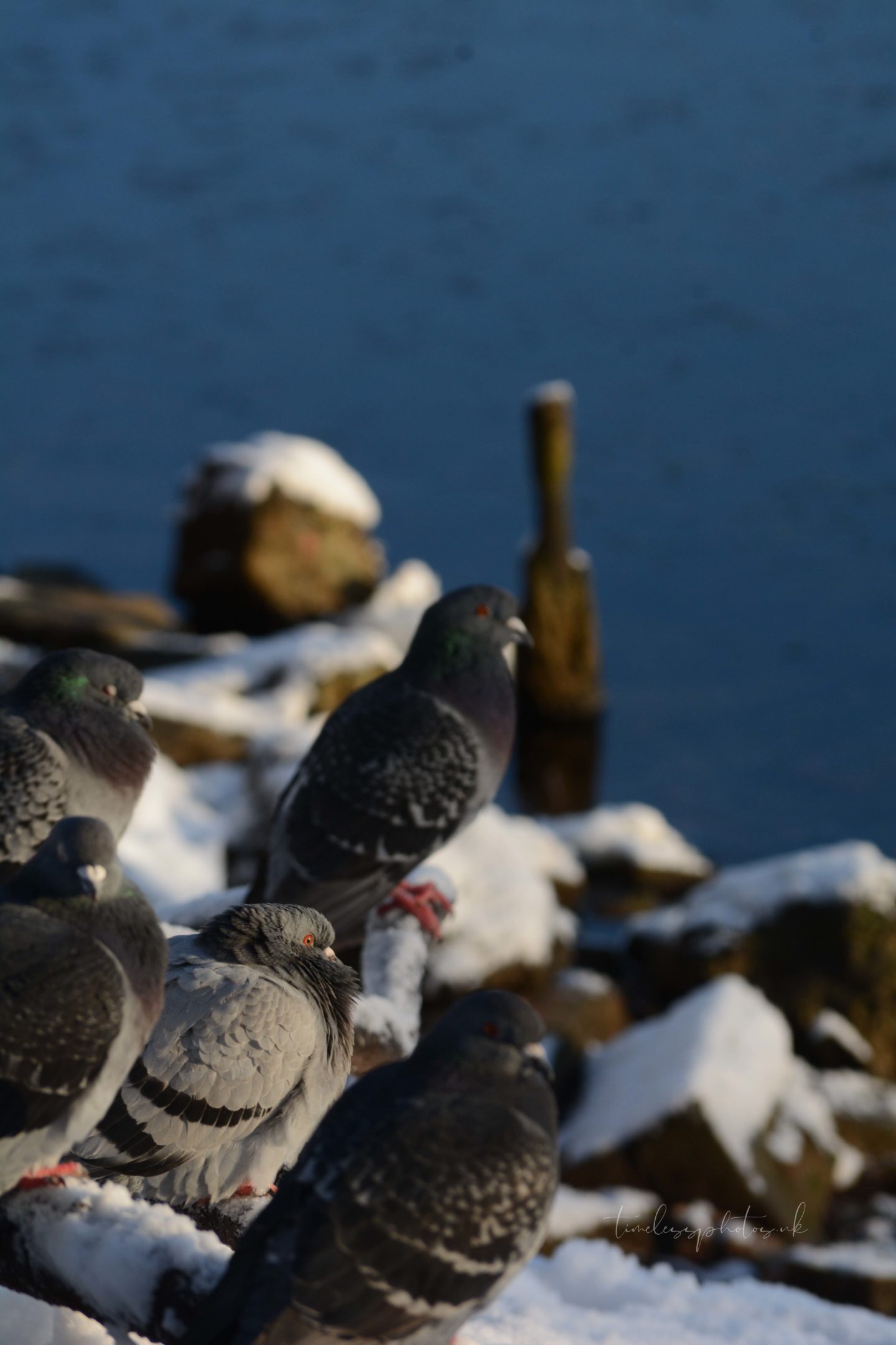 Seeking the Creative: Cheyenne Hall, Photographer | AMM NextGen